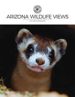 Arizona Wildlife Views Magazine